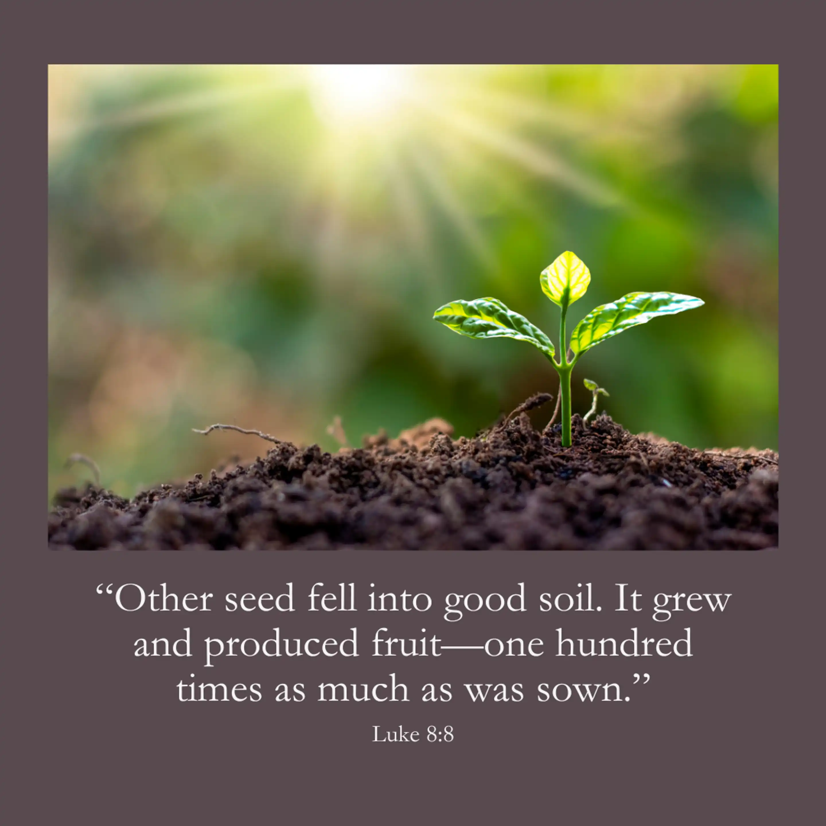 Daily Bible Reading Plan 2024 2025 Lamb Of God Lutheran Church