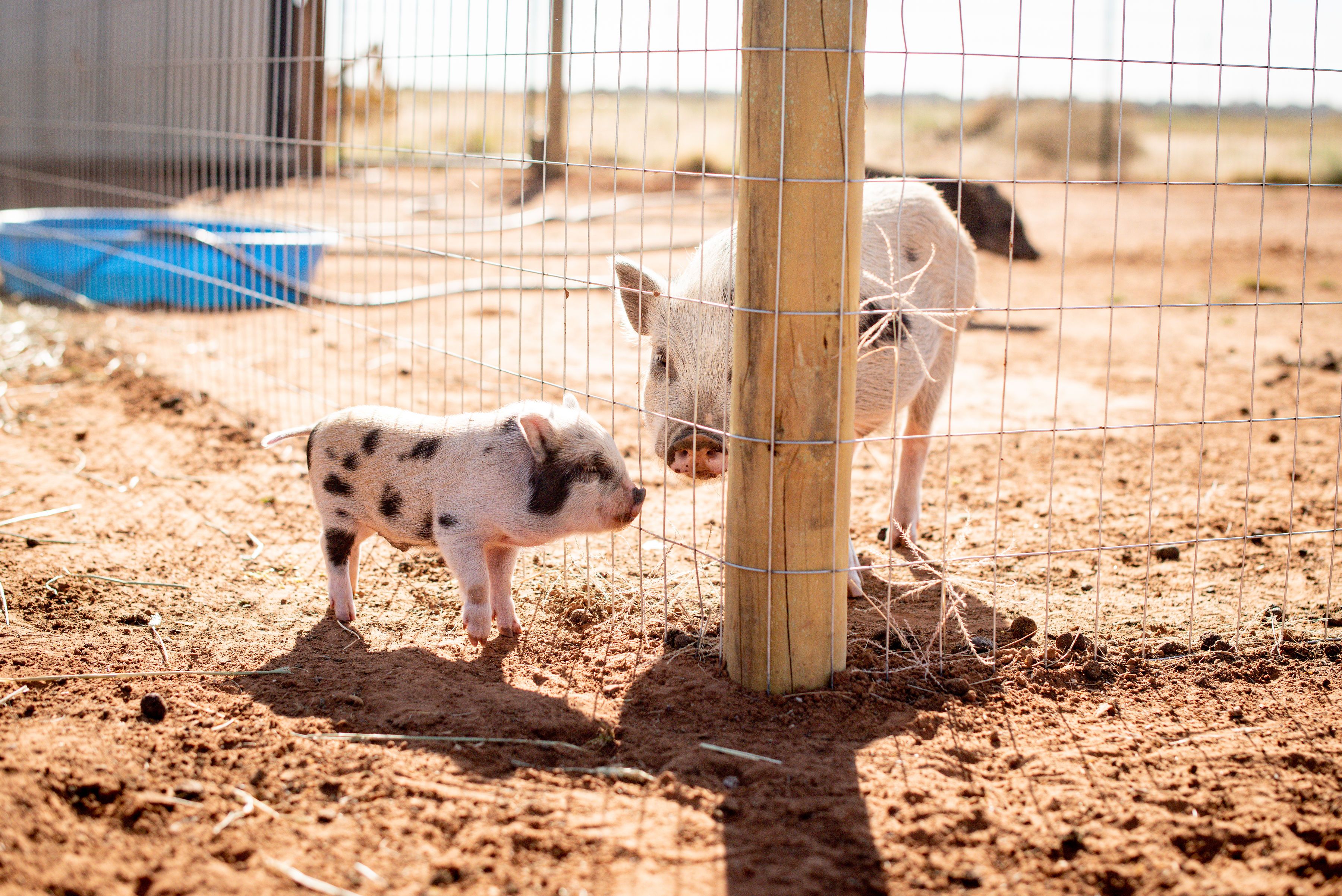 How to Choose a Mini Pig Breeder - West Texas Mini Pigs