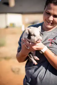 Your Source for Mini Pig Adoption & Education - Home - West Texas Mini Pigs