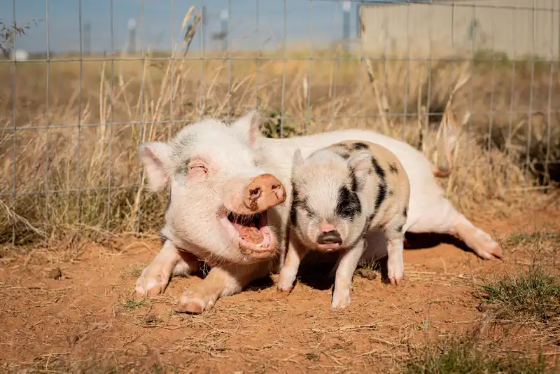 Your Source for Mini Pig Adoption & Education - Home - West Texas Mini Pigs