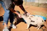 Home Page - Tank's Mini Pig Rescue