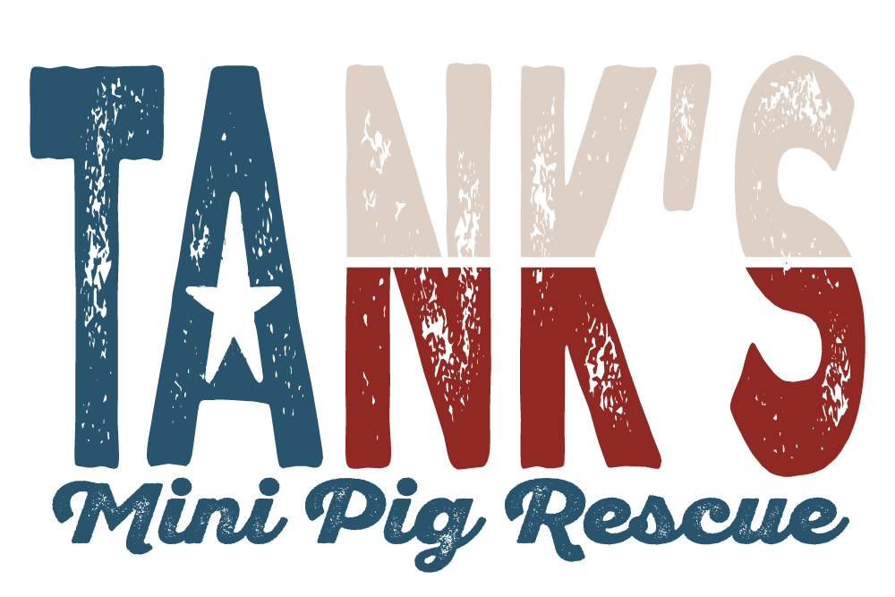 What is an American Mini Pig? - Tank's Mini Pig Rescue