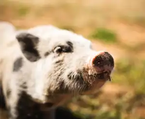 Home Page - Tank's Mini Pig Rescue