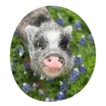 Home of the Juliana Mini Pig Association & Registry - Juliana Pig ...