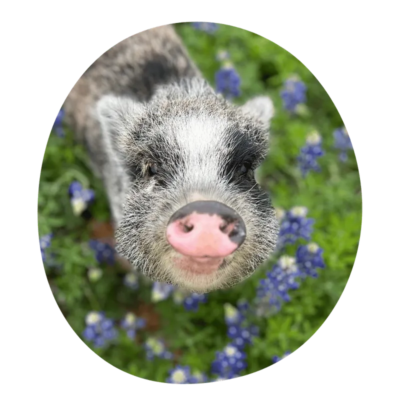 Home of the Juliana Mini Pig Association & Registry - Juliana Pig ...