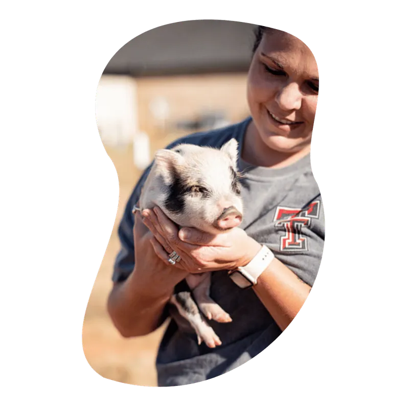Home of the Juliana Mini Pig Association & Registry - Juliana Pig ...