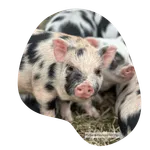 Home of the Juliana Mini Pig Association & Registry - Juliana Pig ...