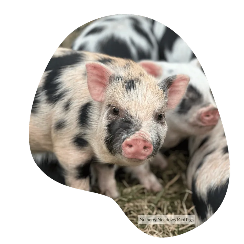 Home of the Juliana Mini Pig Association & Registry - Juliana Pig ...